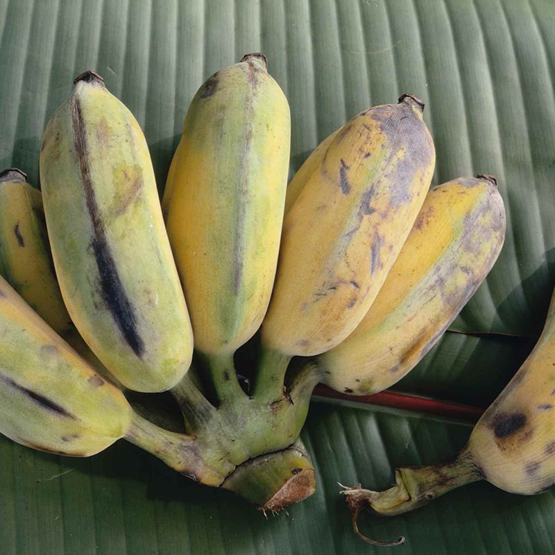 Buffet Bananas | Coco Hill Forest