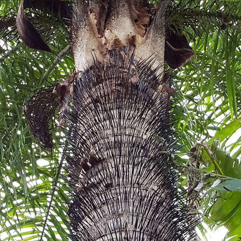 Macaw Palm | Coco Hill Forest